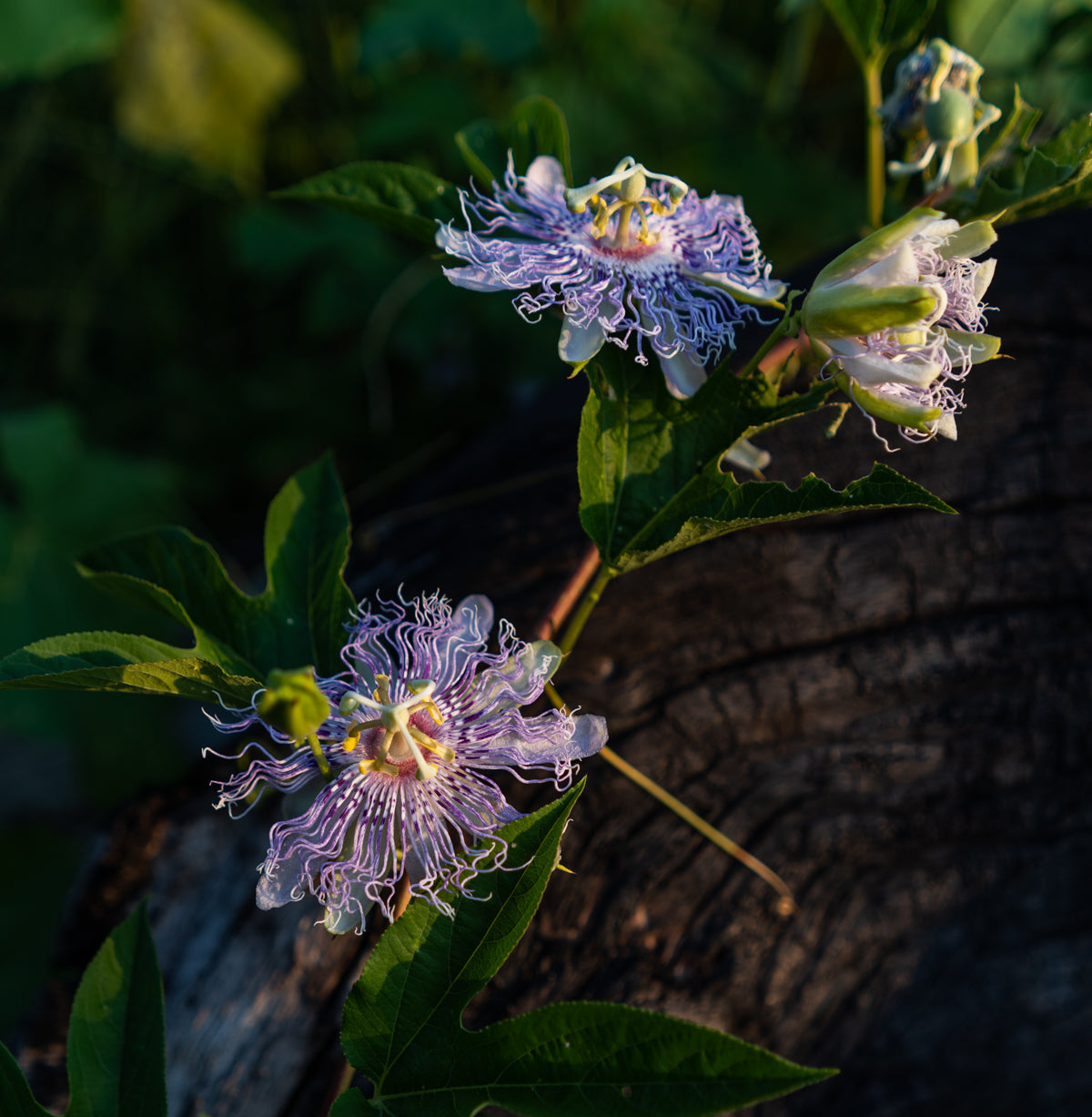 Maypop Flower Farm – Maypop Flower Farm