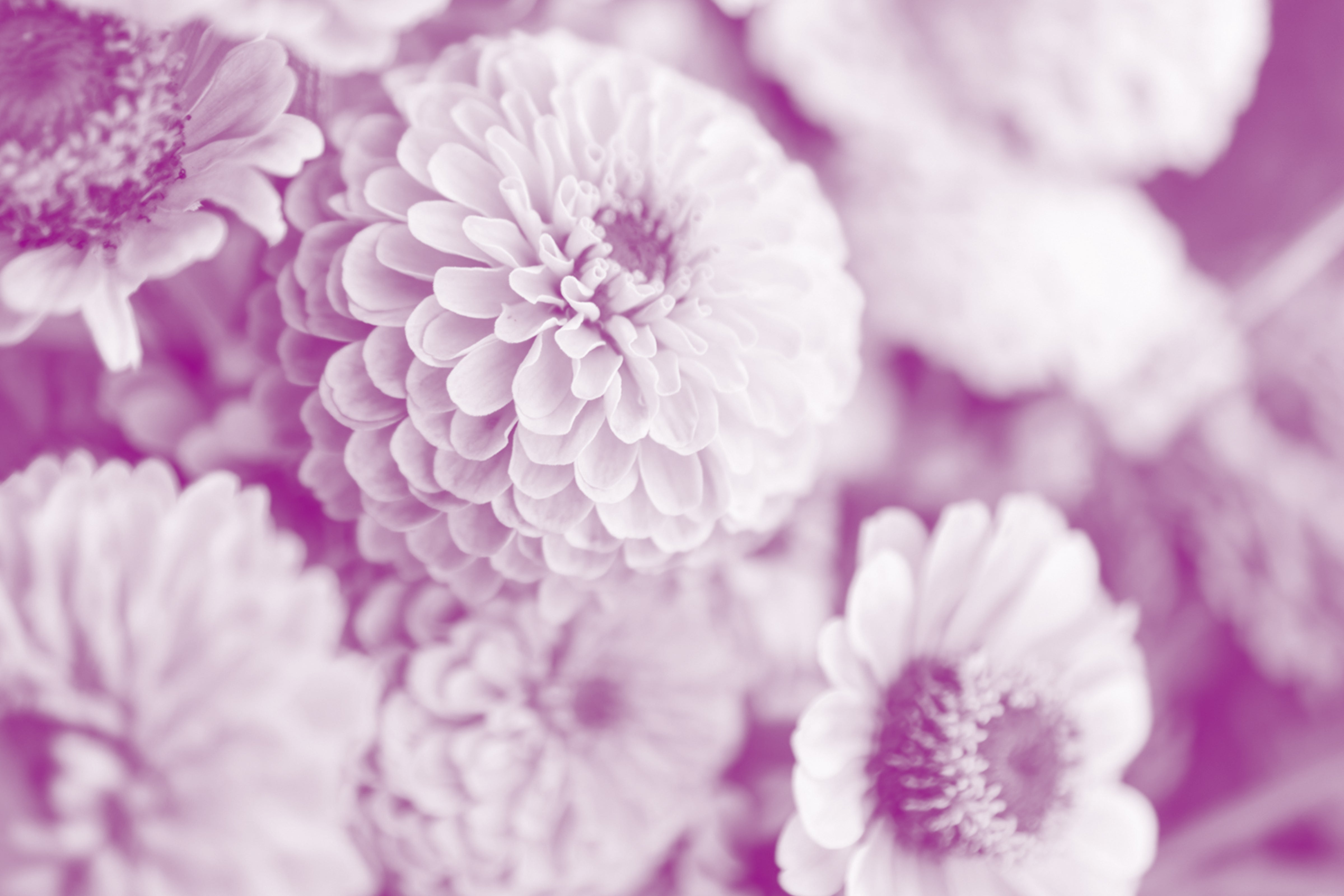 Maypop Flower Farm – Maypop Flower Farm